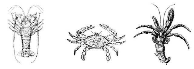 চিত্র:Decapoda02.jpg - বাংলাপিডিয়া